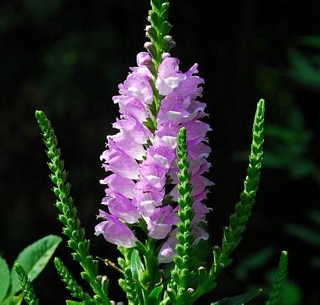 Physostegia Virginiana