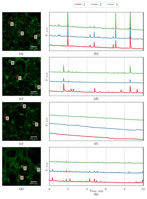 Representative Recordings Of Spontaneous Calcium Activity Of Cells In