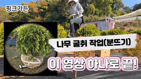 나무 굴취 작업 분뜨기 한번 보시죠 Youtube