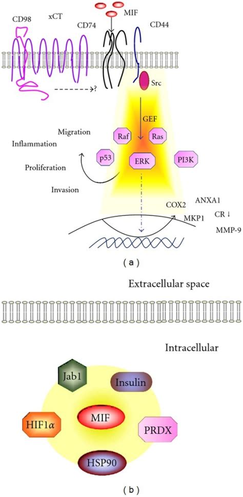 Mif Receptor Signalling And Downstream Effectors A S Open I