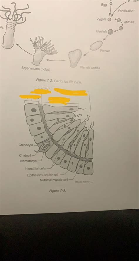 Hydra Cross Section Diagram Quizlet