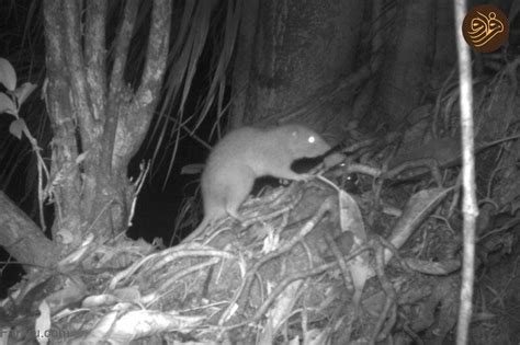 عکس ترسناک از موش غول پیکر که برای نخستین بار در تاریخ ثبت شده است