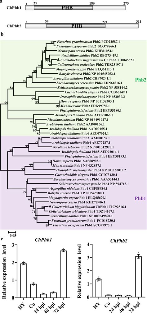 Domain Prediction And Phylogenetic Analysis Of Prohibitin Proteins In