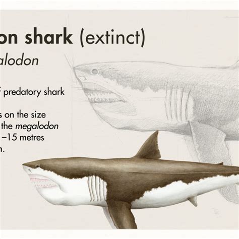 Infographics Save Our Seas Foundation