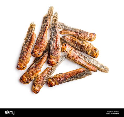 Crispy Fried Grasshoppers Isolated On A White Background Insect