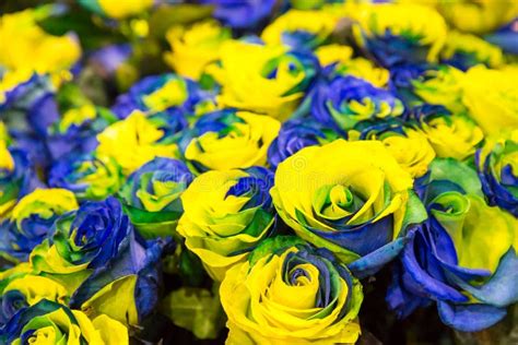 Blue And Yellow Rose Bouquet At Christopher Brunell Blog