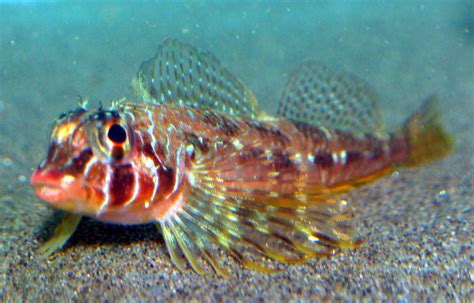 Pink Discovery In Tidepools The Colorful Sculpins Of Washington