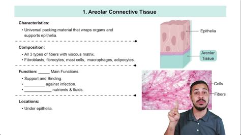 Areolar Connective Tissue Definition Location Function