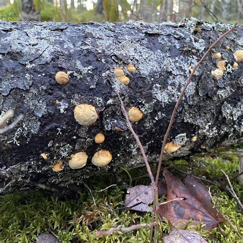 Are These All Some Types Of Ganoderma R Mycology