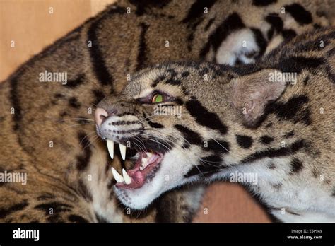 Clouded Leopard Size