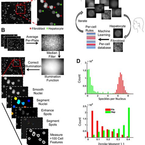 Image Analysis And Machine Learning Classification Workflow A
