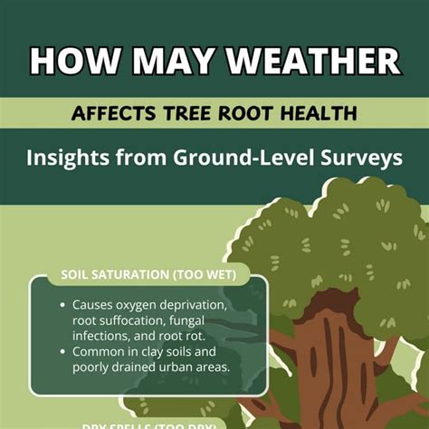 How May Weather Affects Tree Root Health Insights From Ground Level
