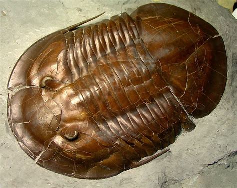 Trilobite Collection Discover Ancient Arthropods Amnh Trilobite