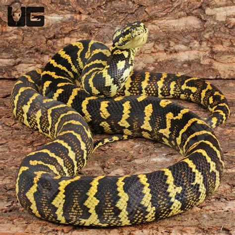 Adult High Yellow Jungle Carpet Pythons For Sale Underground Reptiles