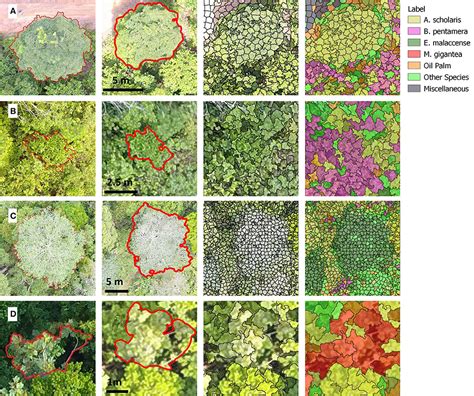 Monitoring Early Successional Trees For Tropical Forest Restoration Using Low Cost Uav Based