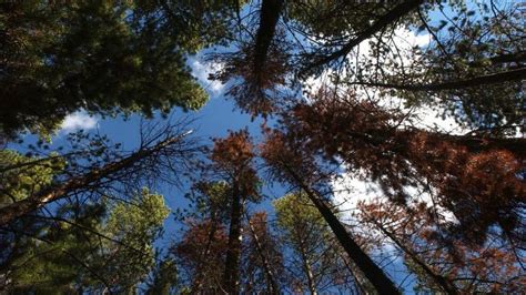 Pine Beetle Poses Threat To Southwest Colorado Forests