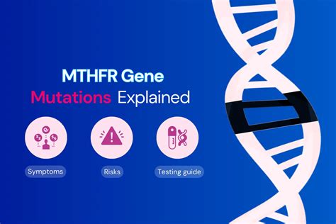 Mthfr Gene Mutations Explained Symptoms Risks And Testing Guide