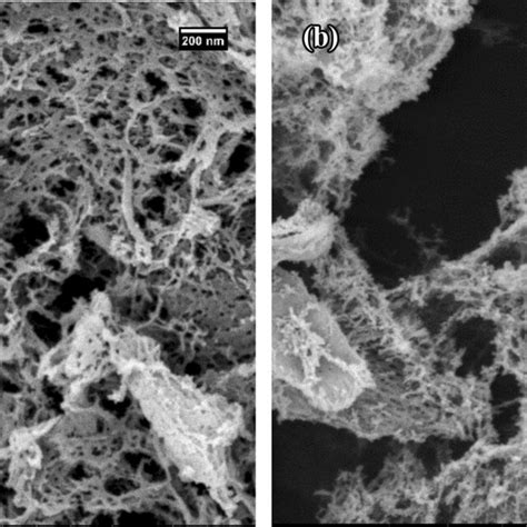 Sem Image Of The Cross Section Of Samples A Cellulose Aerogel And B