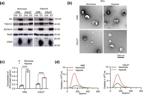 Hypoxia Promotes Ev Secretion A Western Blot Analysis Of Evs
