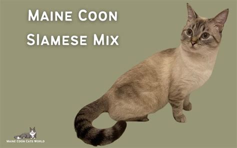 Maine Coon Mix Breeds Archives Maine Coon Cats World