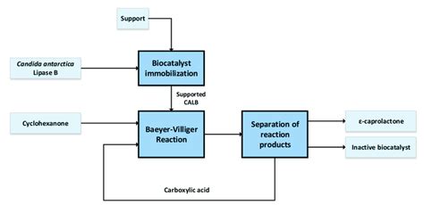 The Synthesis Of ε Caprolactone Using The Chemo Enzymatic Method Download Scientific Diagram