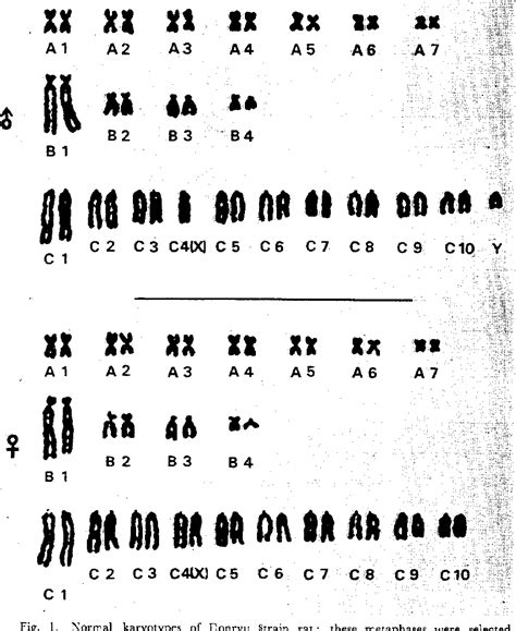 Figure 1 From Autosomal Polymorphism In Donryu Strain Rats Semantic