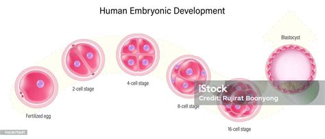 Human Embryonic Development Human Embryogenesis Zygote 2cell Stage
