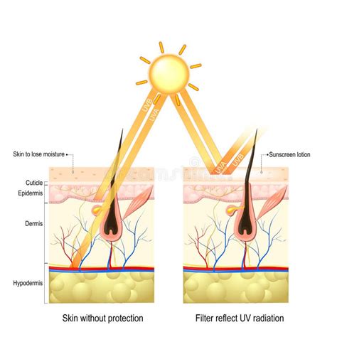 Human Skin Layer Vector Cross Section Stock Vector Illustration Of