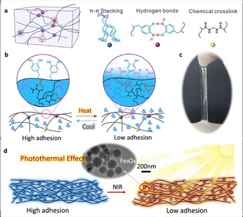Light Controlled Adhesive Hydrogels For On Demand Adhesion Chem And Bio Engineering