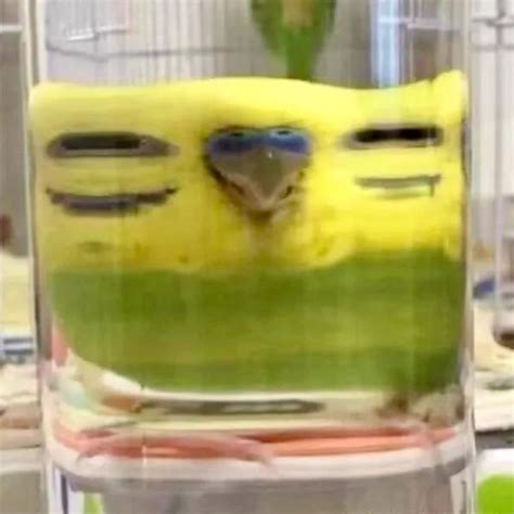 小鸟把头卡在海绵宝宝玩偶里，模样滑稽可爱 表情包丨审美积累表情包图片动图 求表情网斗图从此不求人