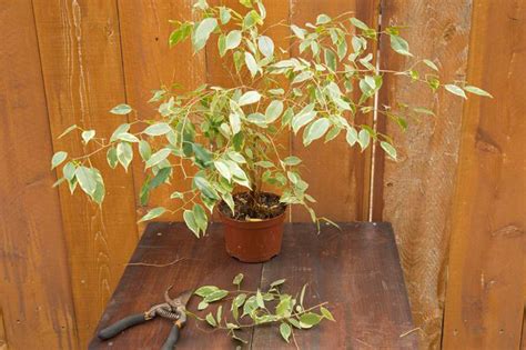 Simple And Easy Steps Manual On How To Shape A Ficus Tree