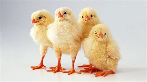 Chicken Hd Wallpapers Pictures Best 100 Chicken Pictures Download
