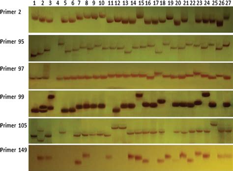 Experimental Validation Of Six Randomly Selected Ssr Markers In 27