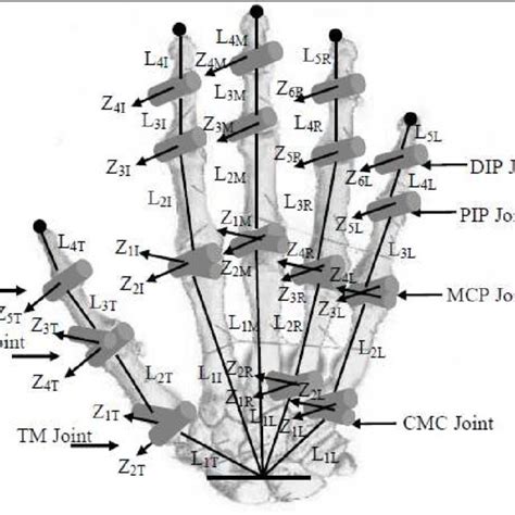 Kinematic Model Of Hand Download Scientific Diagram