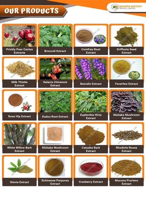 Buchu Extractagathosma Betulina At ₹ 650kg बुचू ऑयल In Indore Id