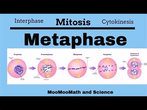 Metaphase Stages