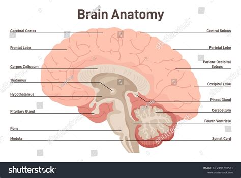 Human Brain Anatomy Cross Section Structure Stock Vector Royalty Free 2195790551 Shutterstock