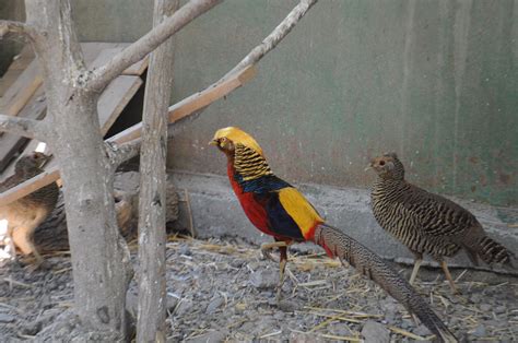 იშვიათი და გადაშენების პირას მყოფი ფრინველების მეურნეობა ლაგოდეხში ფოტოები Knews Ge