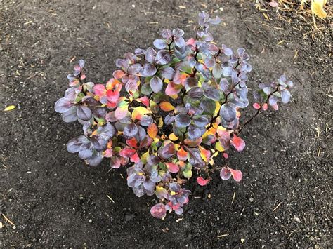 Photo Of The Fall Color Of Japanese Barberry Berberis Thunbergii