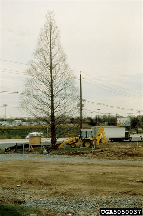 Earth And Space News Tree Protection Zones By Arborists For All Construction Project Phases