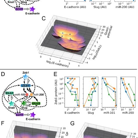 Combining Transcriptional And Post Transcriptional Regulation Produces