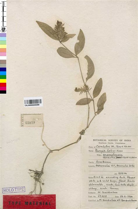 Phanerogams Type Details