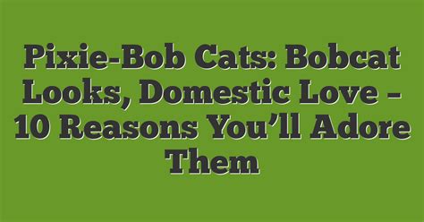 Pixie Bob Cats Bobcat Looks Domestic Love 10 Reasons Youll Adore Them