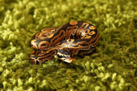 Snake Royal Python Or Ball Python Python Regius In The Arms Of The