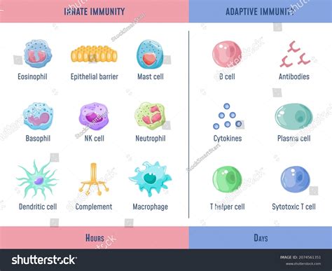 Lymphoid cell 图片库存照片和矢量图 Shutterstock