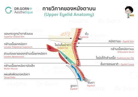 ชั้นตาธรรมชาติ Lid Crease เกิดจากอะไร — Drgorn Aesthetique