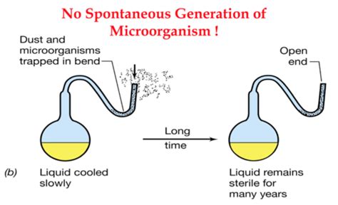 Ch 8 Control Of Microorganisms Flashcards Quizlet