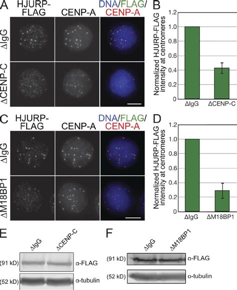 Cenp C And M18bp1 Promote The Recruitment Of Hjurp To Centromeres A Download Scientific