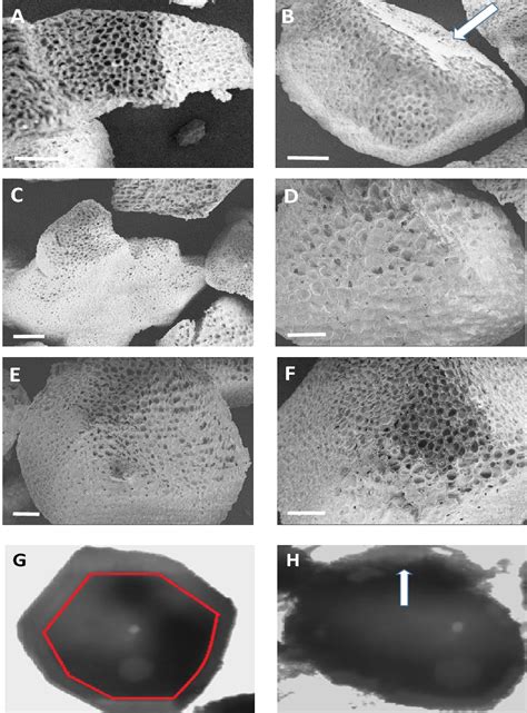 Figure 1 From Dual Buoyantmucoadhesive Macroporous Polypropylene