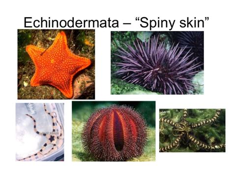Characteristic Features Of Phylum Echinodermata Online Science Notes